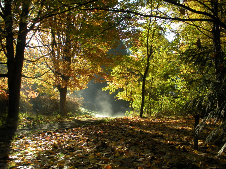 5 Gardens in Seattle Ideal for Your Weekend Getaway